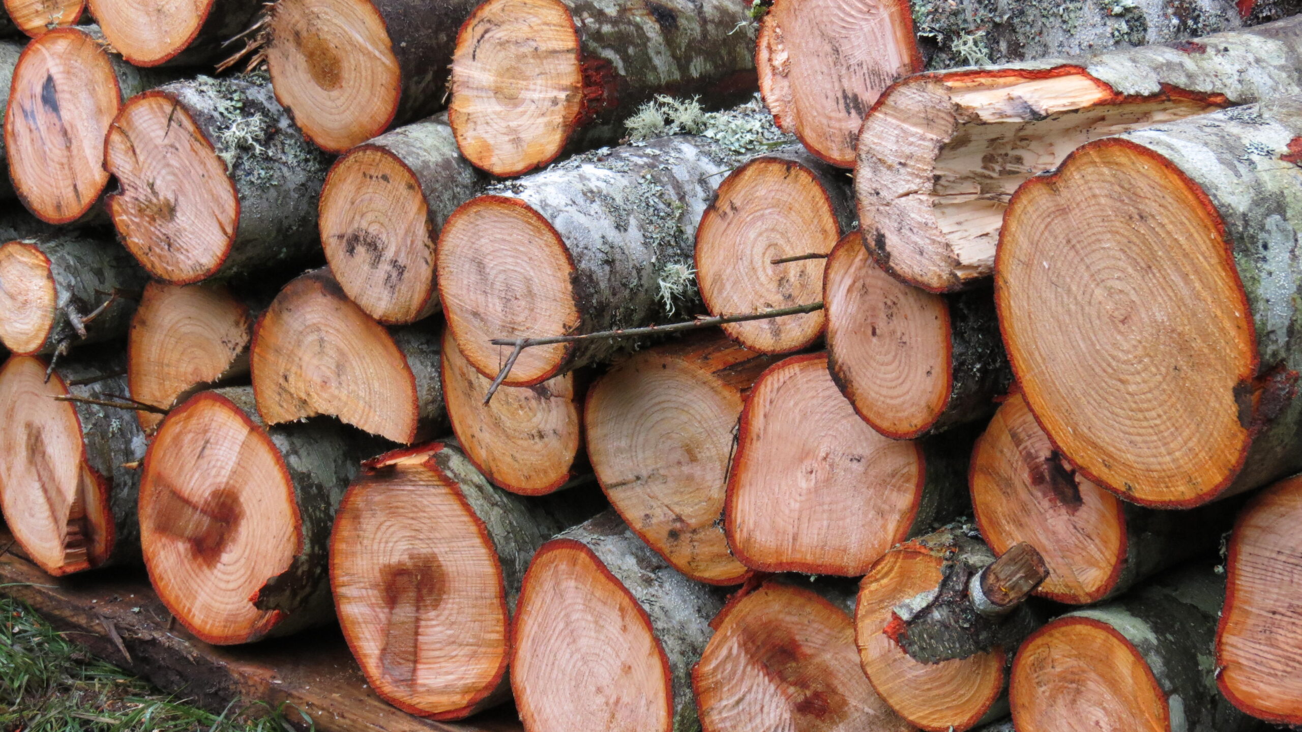 La lista definitiva dei legni per affumicare